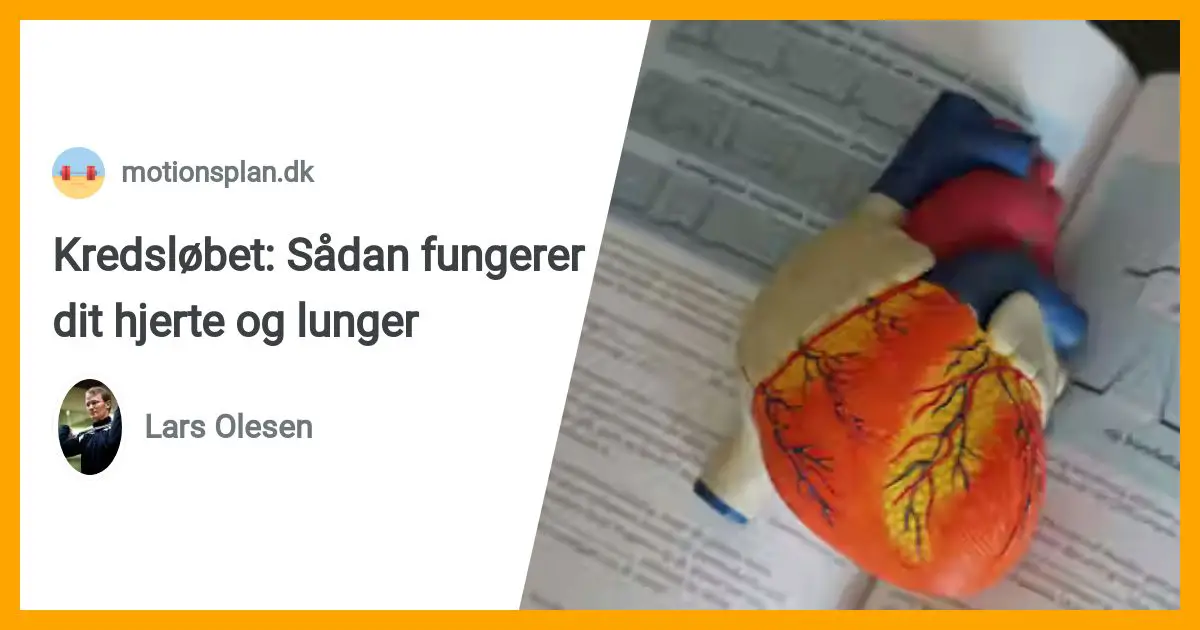 Kredsløbet: Sådan fungerer dit hjerte og lunger